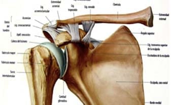 El hombro y su dolor - Fisioterapia y Podología